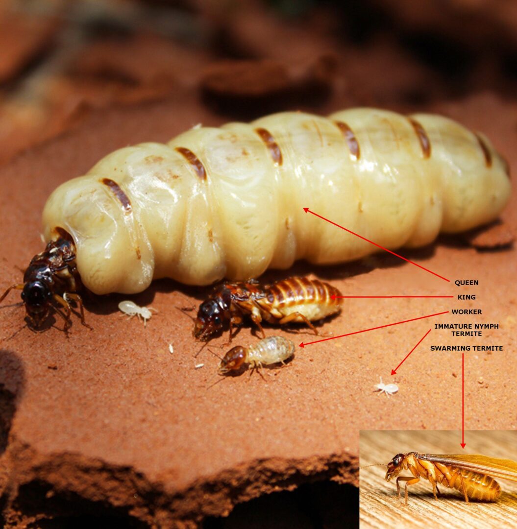 Termite Inspection Douglas Park - Campbelltown Pest Control